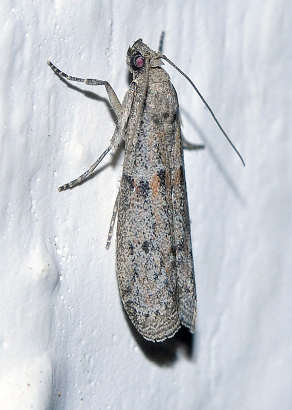 Cadra figulilella (Gregson, 1871)