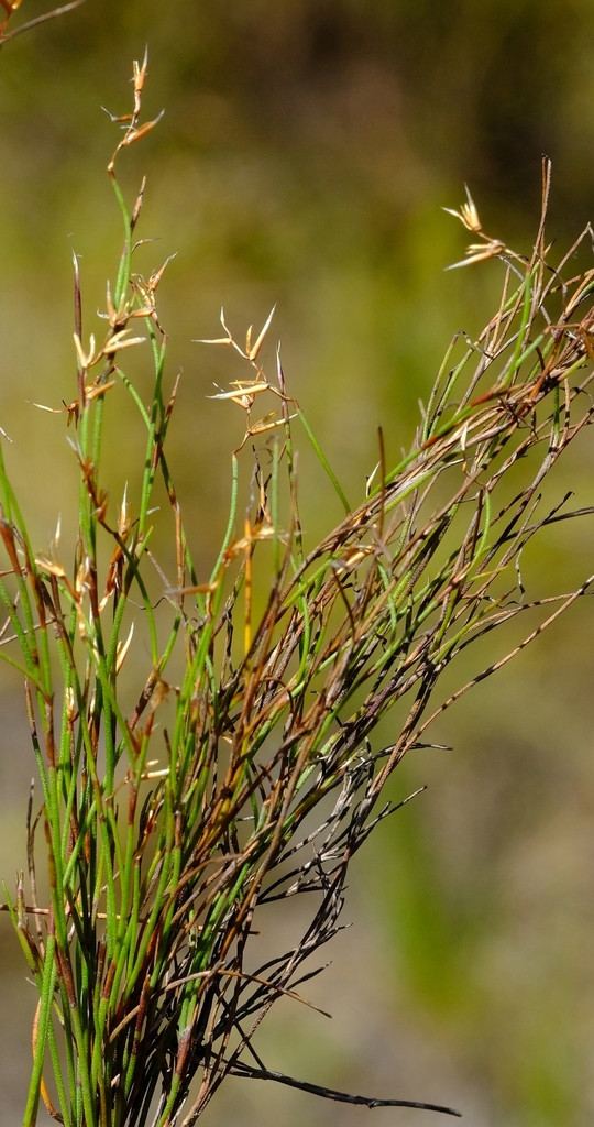Restio pulcher from karwyd3 on November 30, 2020 at 12:11 PM by Nick ...