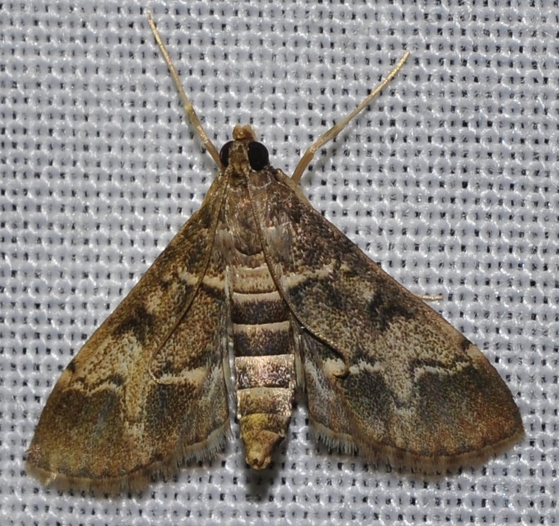 European Pepper Moth (Moths of Antequera (Málaga/ Andalusia/ Spain ...
