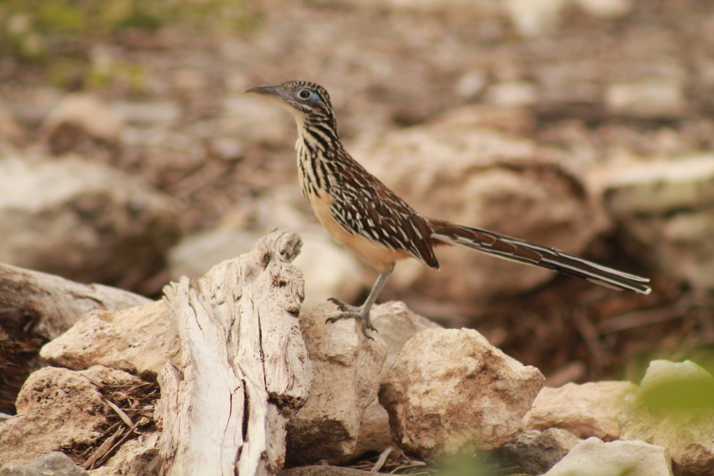 Lesser Roadrunner from Progreso, Yuc., México on August 28, 2020 at 08: ...