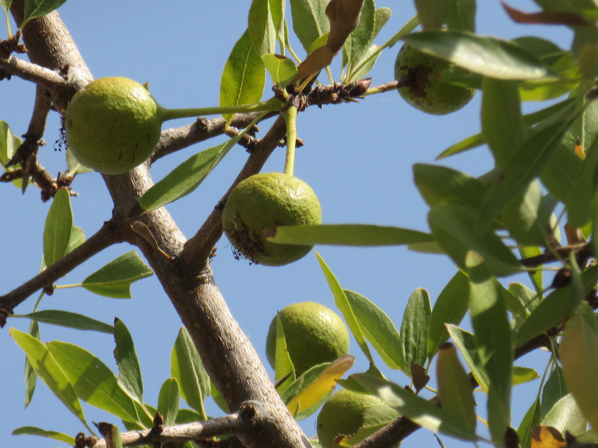 Jackalberry Tree Fruit