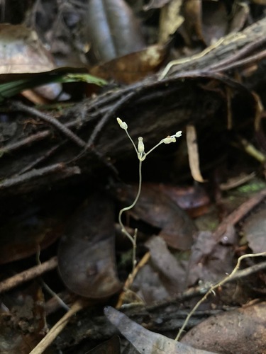 Gymnosiphon sphaerocarpus · iNaturalist