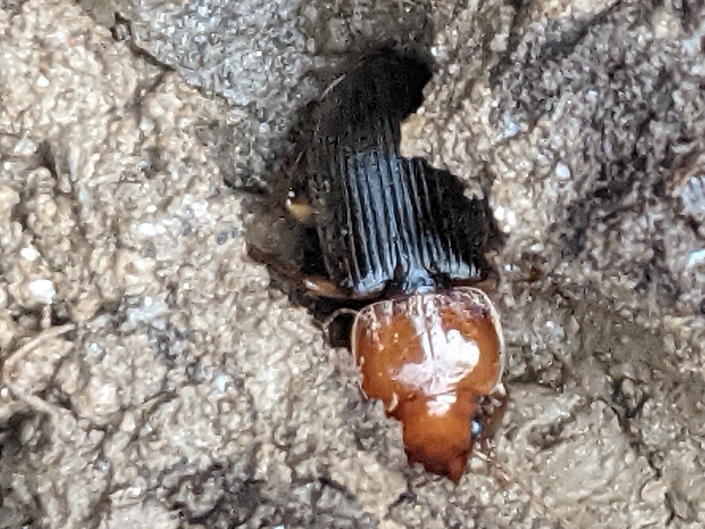Red-headed Ground Beetle from District 3, MD, USA on December 1, 2020 ...