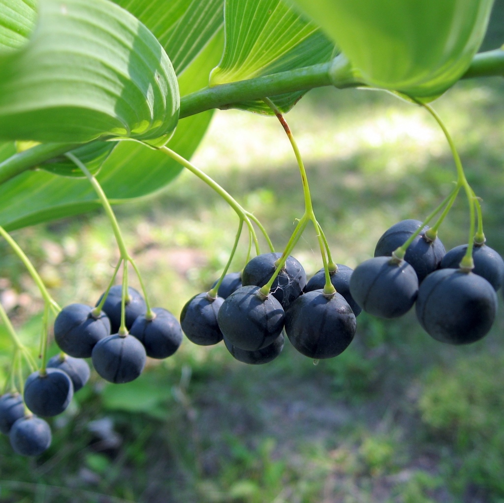 Smooth Solomon S Seal Partidgeberry Teaberry Wintergreens Et Al
