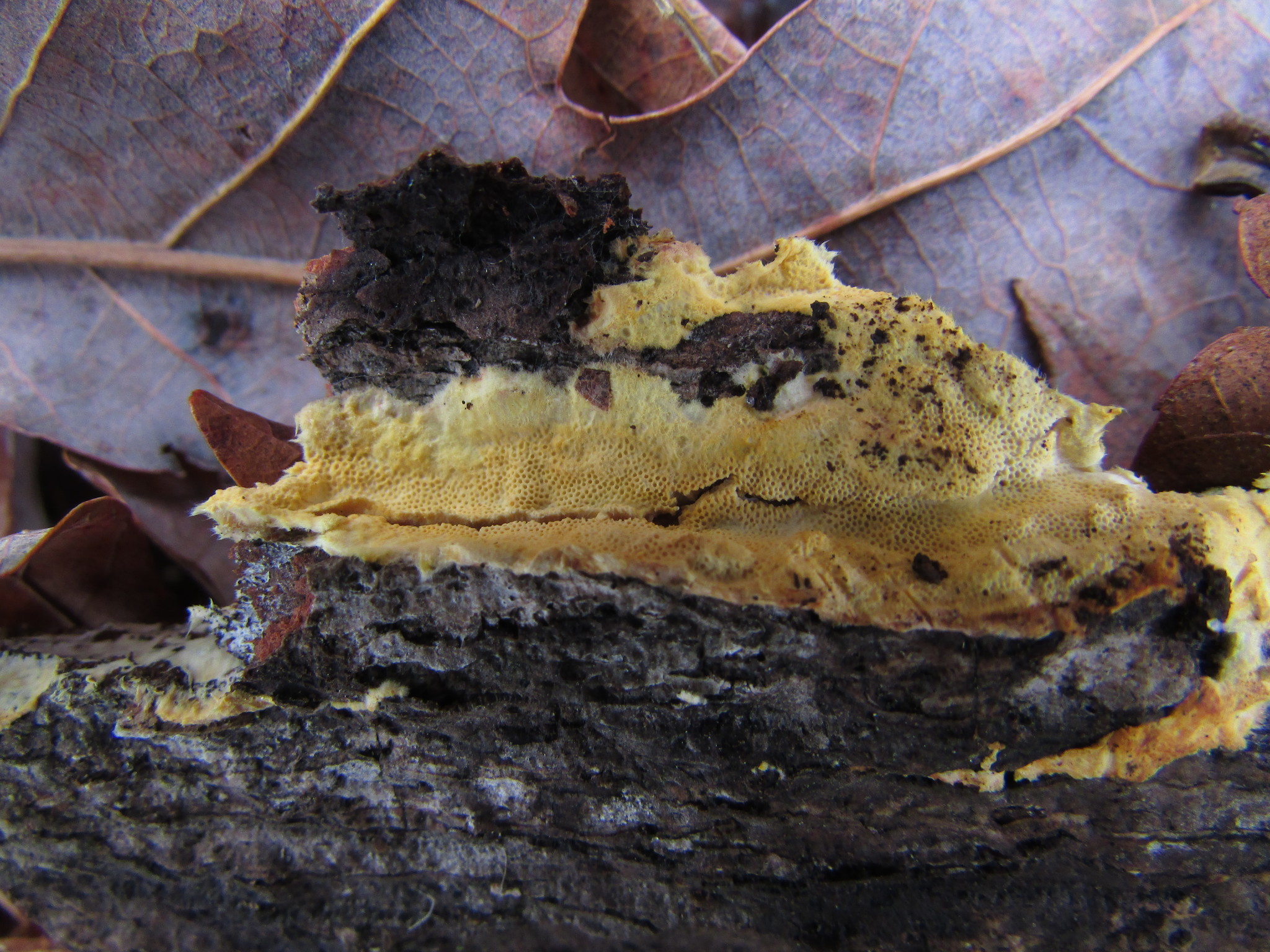 Perenniporia tenuis (Schwein.) Ryvarden