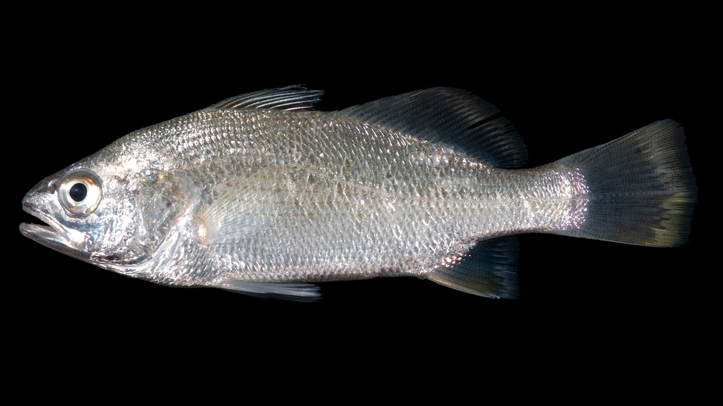 Silver Perch in September 2020 by sercfisheries · iNaturalist