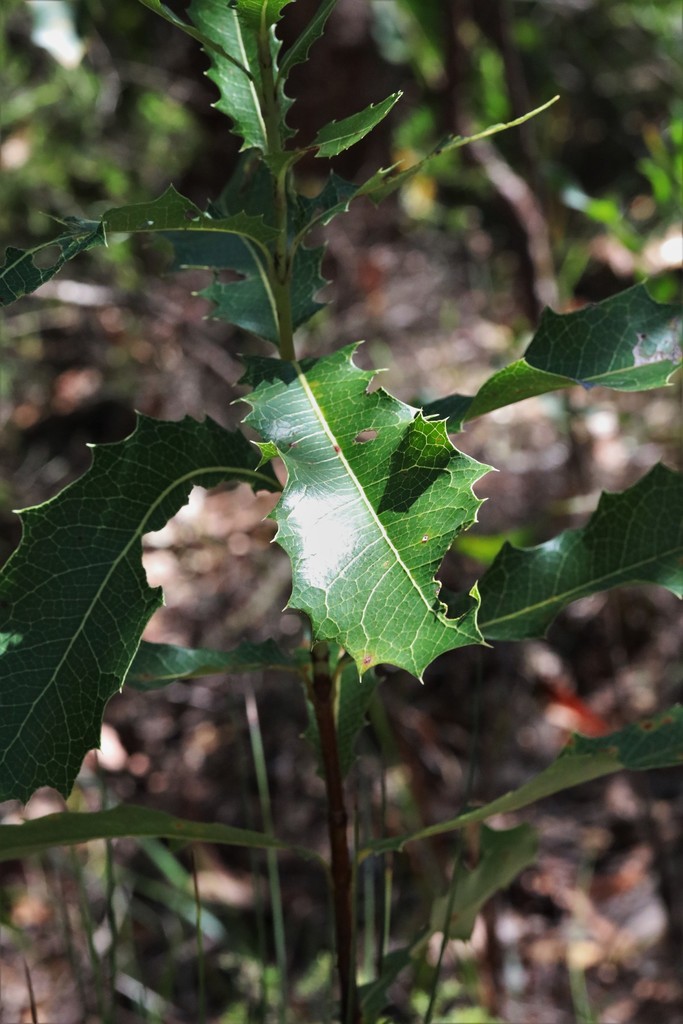 Woody Pear from Kariong NSW 2250, Australia on November 26, 2020 at 10: ...