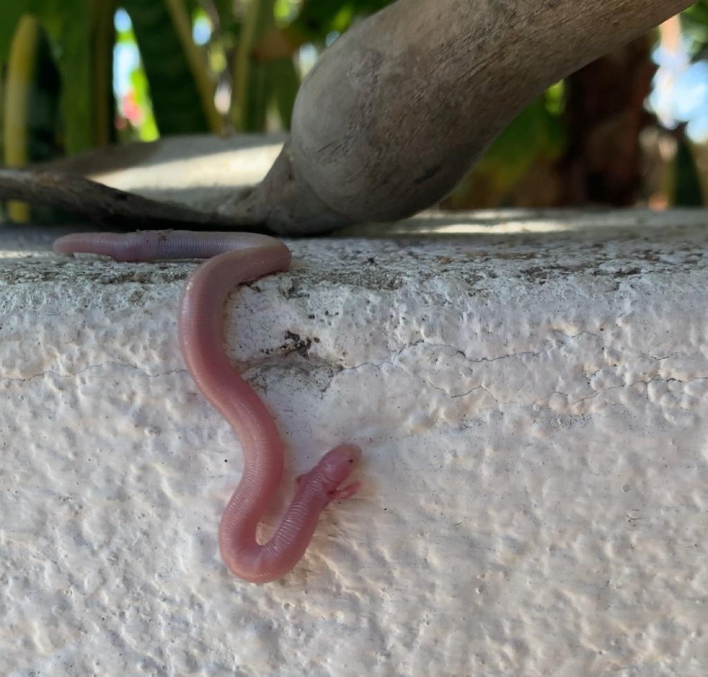 Five-toed Worm Lizard from Calle Topete, La Paz, BCS, MX on December 01 ...