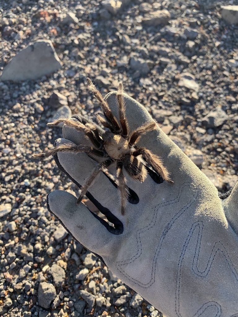 Desert Tarantula from Death Valley National Park, Death Valley, CA, US ...