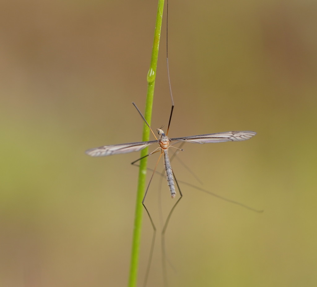 Leptotarsus humilis from Glenisla VIC 3314, Australia on November 17 ...