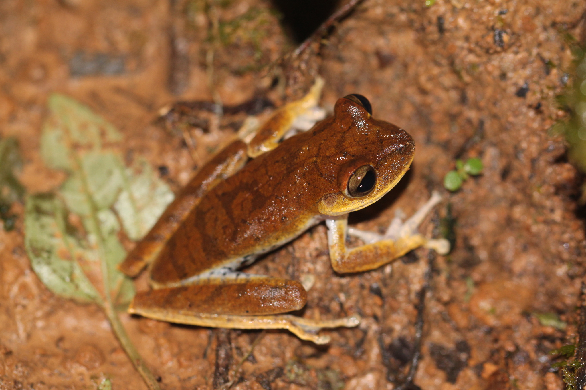 Boana fasciata (Günther, 1858)