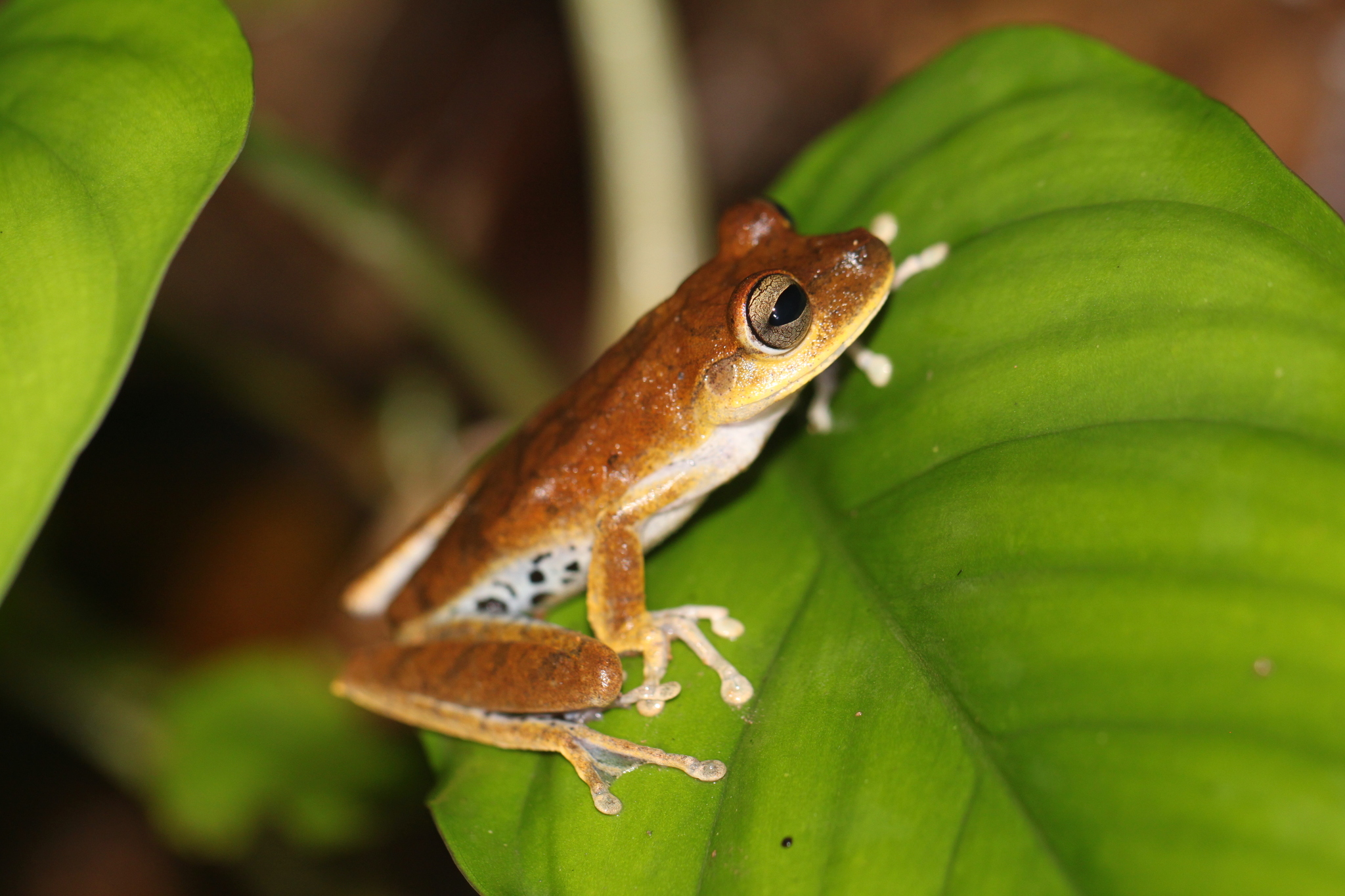 Boana fasciata (Günther, 1858)