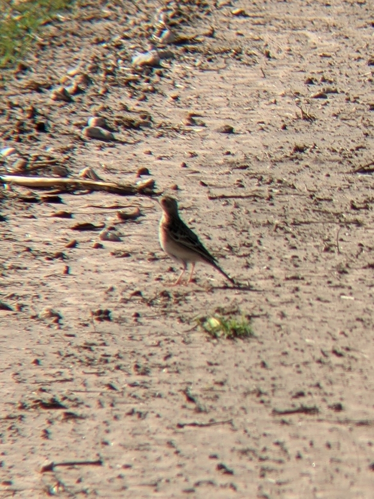 Sprague's Pipit in December 2020 by kirsticarr · iNaturalist