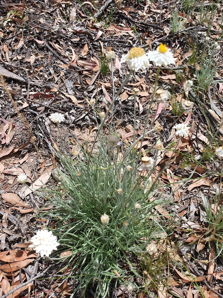 hoary sunray from Farrer ACT 2607, Australia on December 2, 2020 at 03: ...