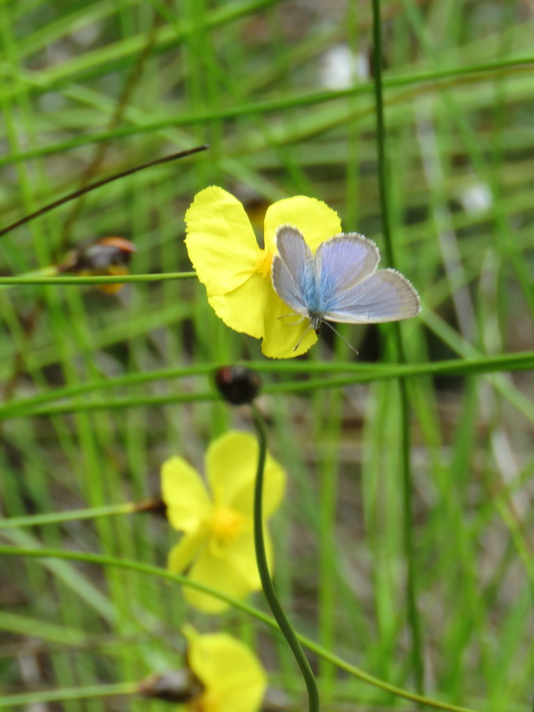 Lesser Grass Blue from North Turramurra NSW 2074, Australia on December ...