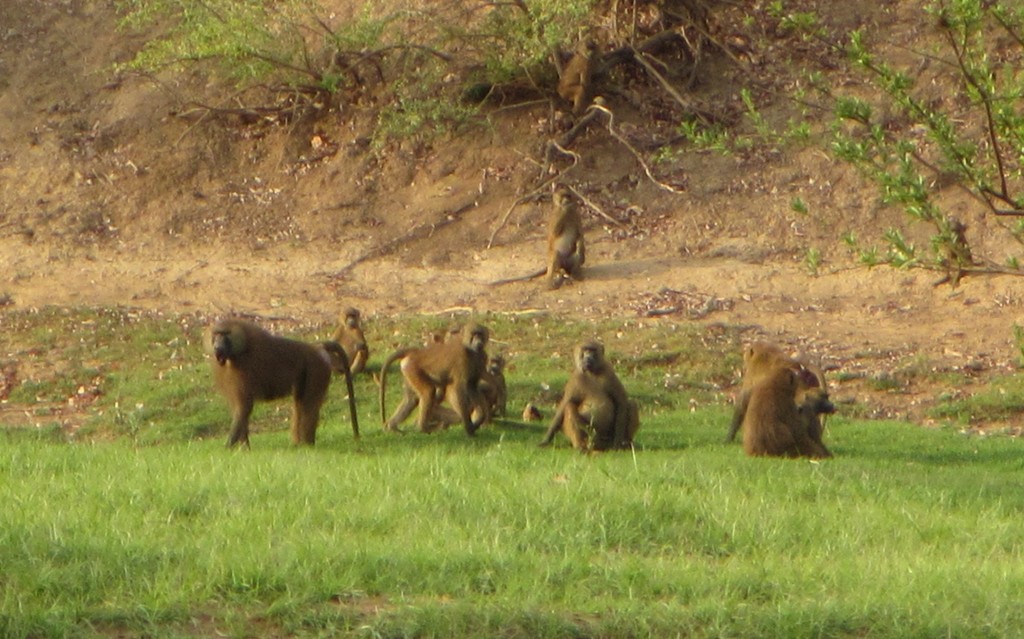 Guinea Baboon (Papio papio) - Know Your Mammals