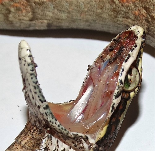 Twig Snake (Thelotornis capensis) - Snakes and Lizards