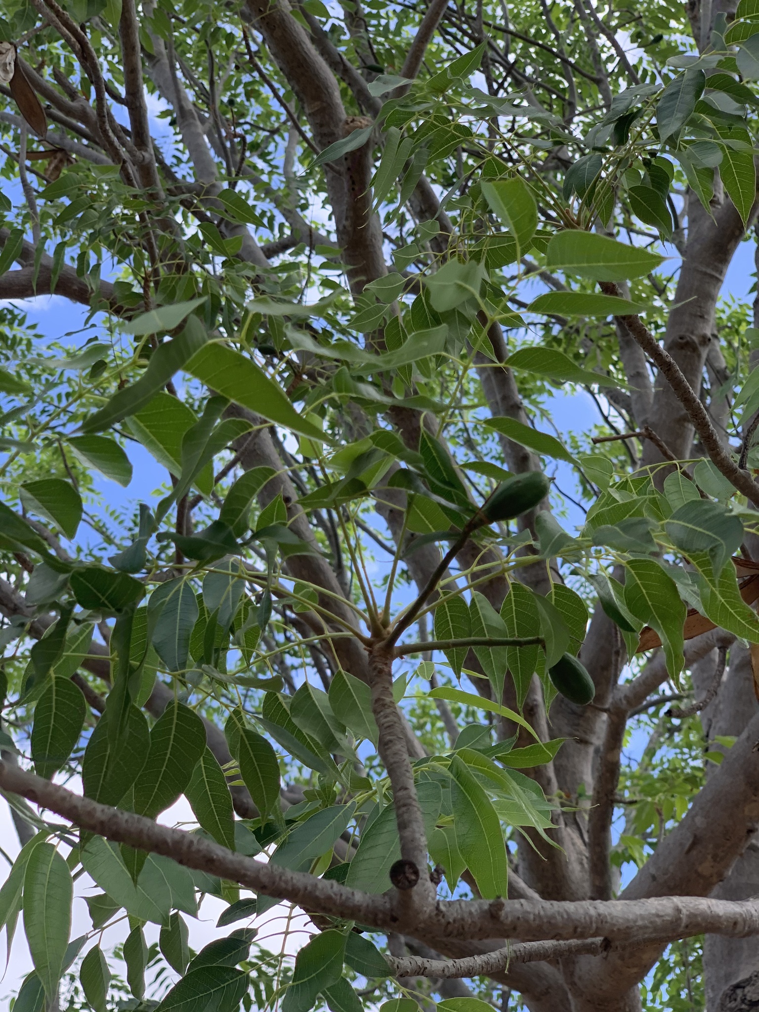 Entandrophragma caudatum (Sprague) Sprague