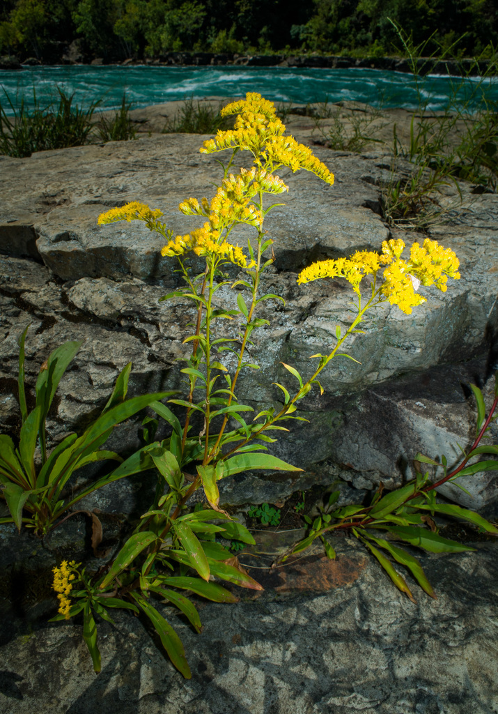early goldenrod from Niagara Falls, NY, USA on August 19, 2020 at 12:30 ...