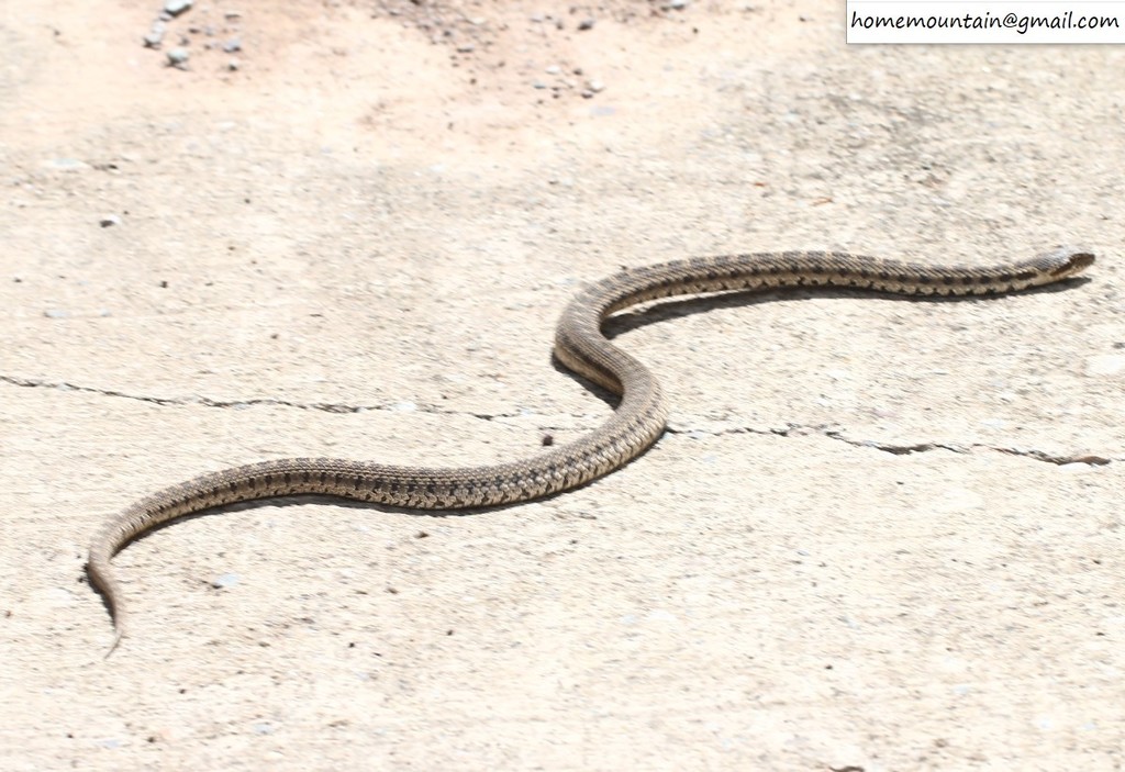 Père David's Ratsnake from Wuling Mountain on September 8, 2020 at 11: ...