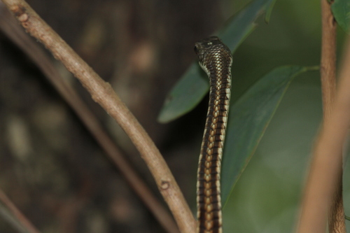 Common Bronzeback Tree Snake (Dendrelaphis tristis) - Snakes and Lizards