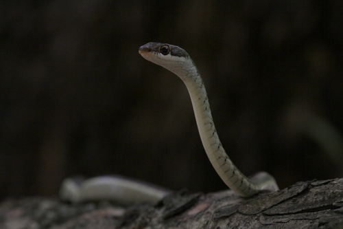 Common Bronzeback Tree Snake (Dendrelaphis tristis) - Snakes and Lizards