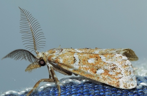 Hypotia leucographalis · iNaturalist