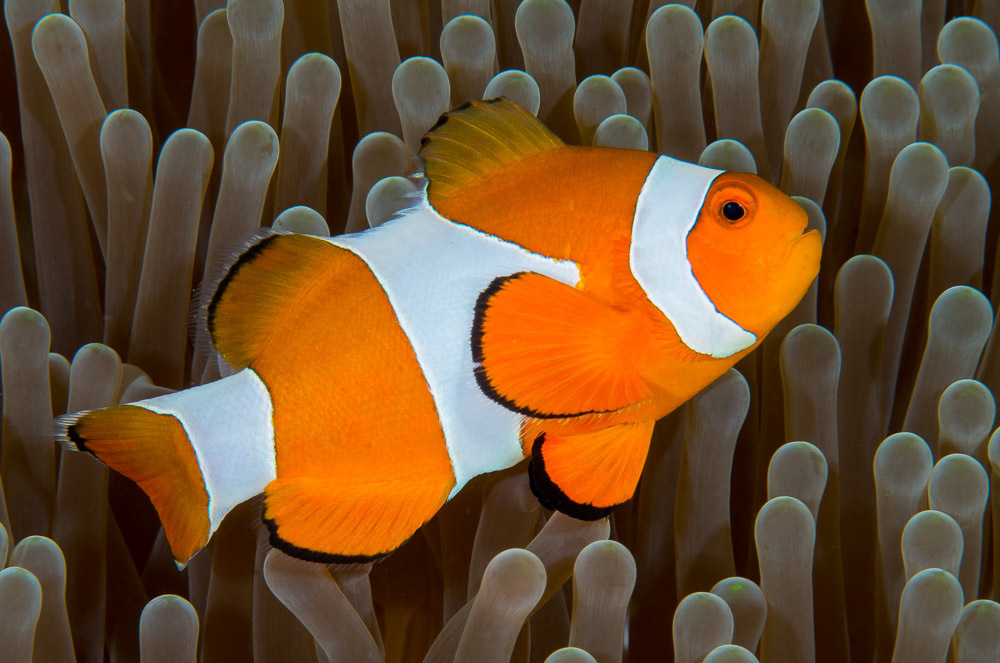 Ocellaris Anemonefish (Amphiprion ocellaris) - Marine Life Identification