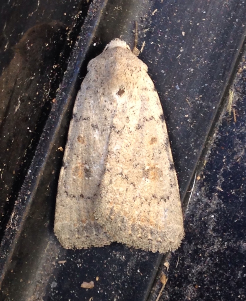 Civil Rustic Moth (Noctuid Moths of Montana, USA) · iNaturalist