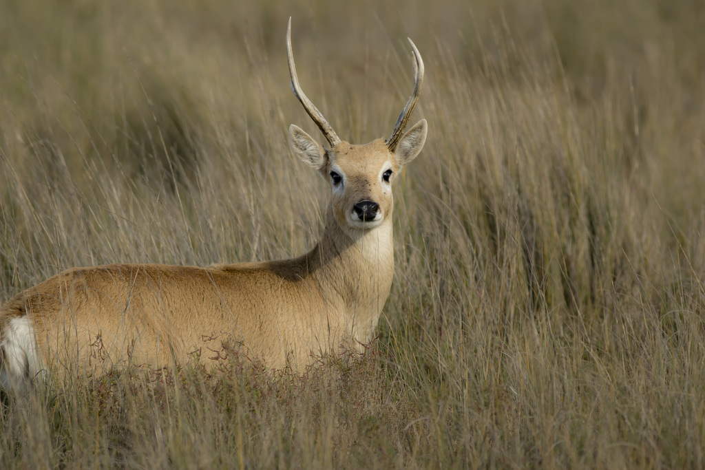 Pampas Deer (Ozotoceros bezoarticus) - Know Your Mammals