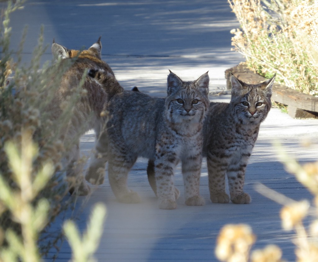 Bobcat (Lynx rufus) - Know Your Mammals