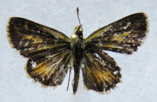 Virga xantho · iNaturalist