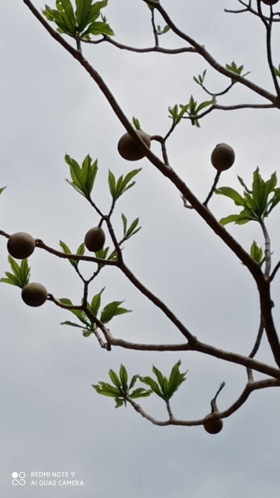 Genipap Tree from Tumupasa, Bolivia on November 10, 2020 at 03:57 PM by ...