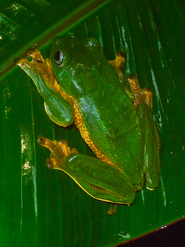 Reinwardt's Flying Frog in November 2020 by Ona Noerwana · iNaturalist