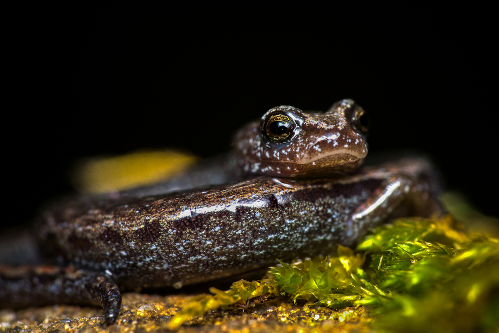 California Slender Salamander in November 2020 by Adam Aslam · iNaturalist