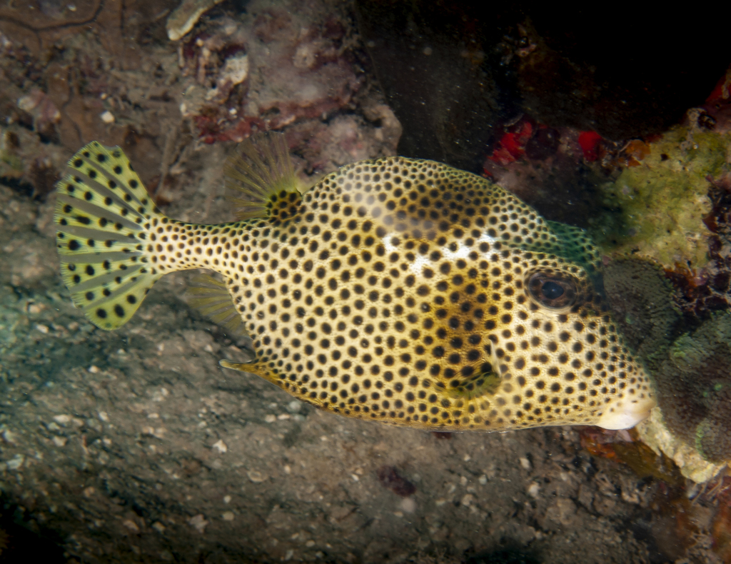 Spotted Trunkfish (Lactophrys bicaudalis) - Marine Life Identification