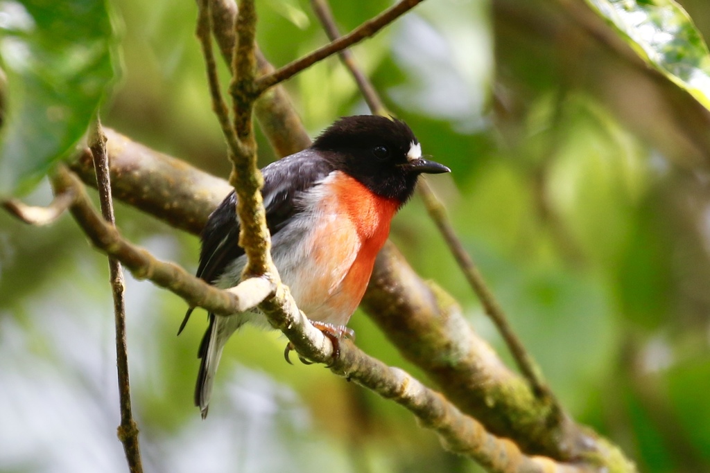 Samoan Robin from Tuamasaga, Samoa on January 02, 2017 at 12:08 PM by ...
