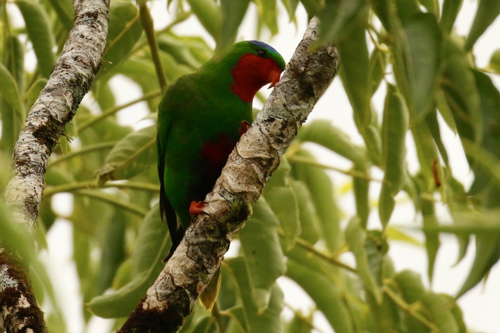 Blue-crowned Lorikeet (Vini australis) - Avian Discovery