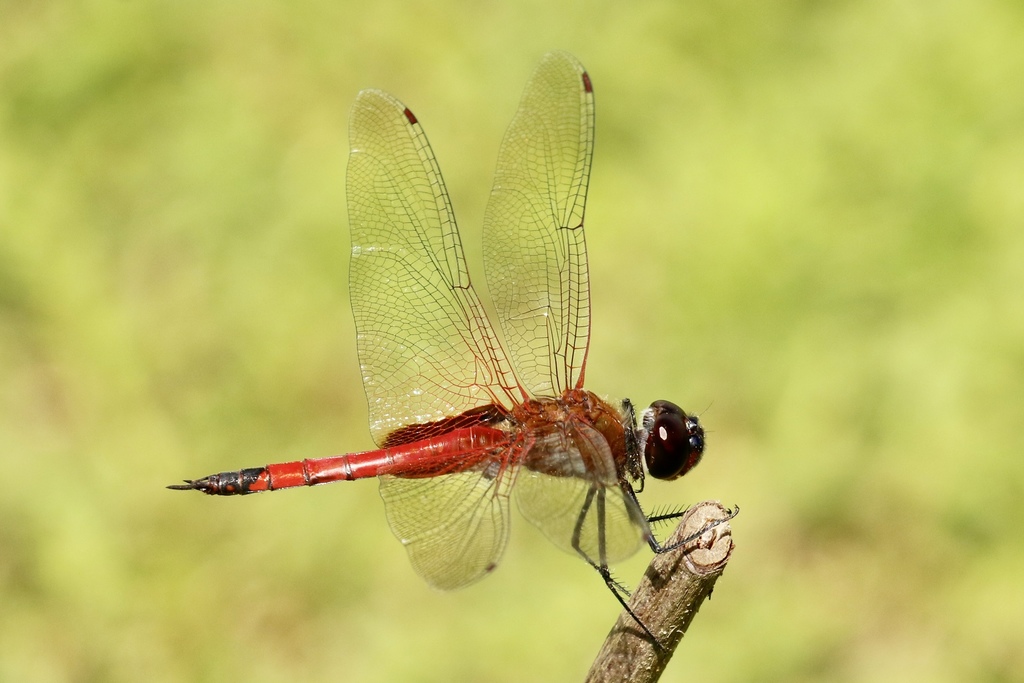 Libellule planeuse rouge (Insectes de Polynésie Française) · iNaturalist