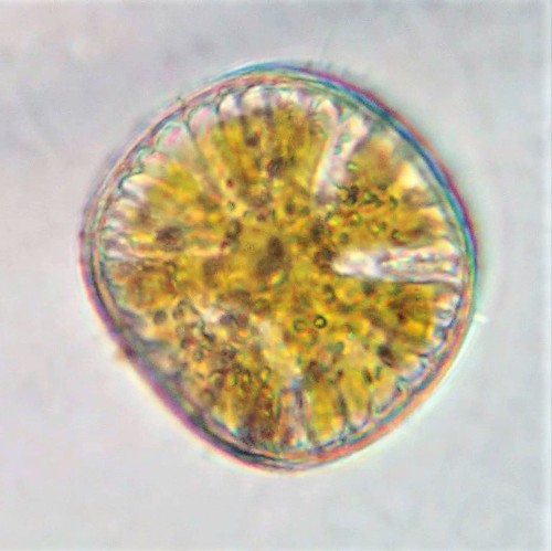 Campylodiscus noricus · iNaturalist