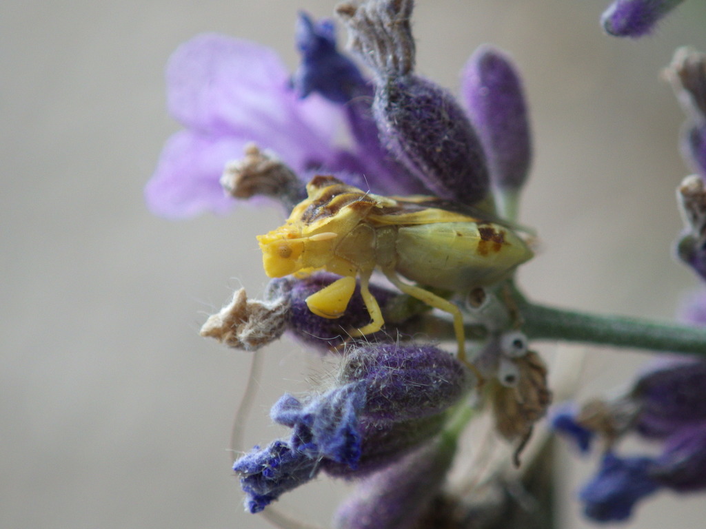 Jagged Ambush Bug from Spokane, Washington, United States on August 20 ...