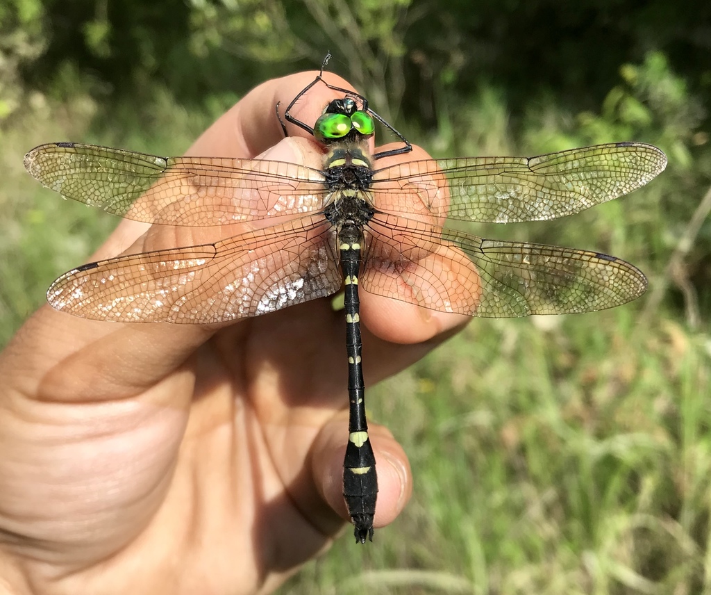Macromia amphigena fraenata from г. Лесозаводск, Приморский край ...