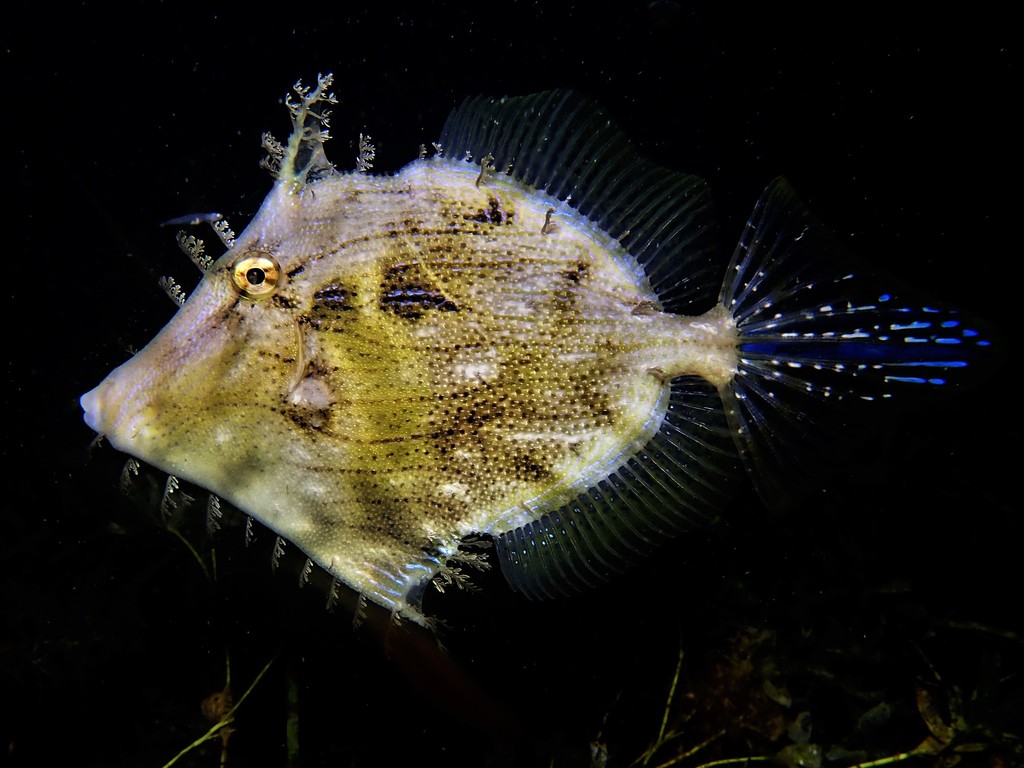 Leafy Filefish (Fishes of Chowder Bay, Sydney, Australia) · iNaturalist