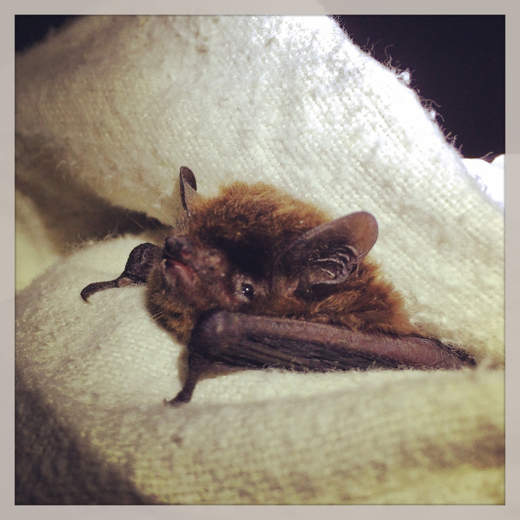 Long-legged Myotis (Wildlife of Roxborough State Park) · iNaturalist