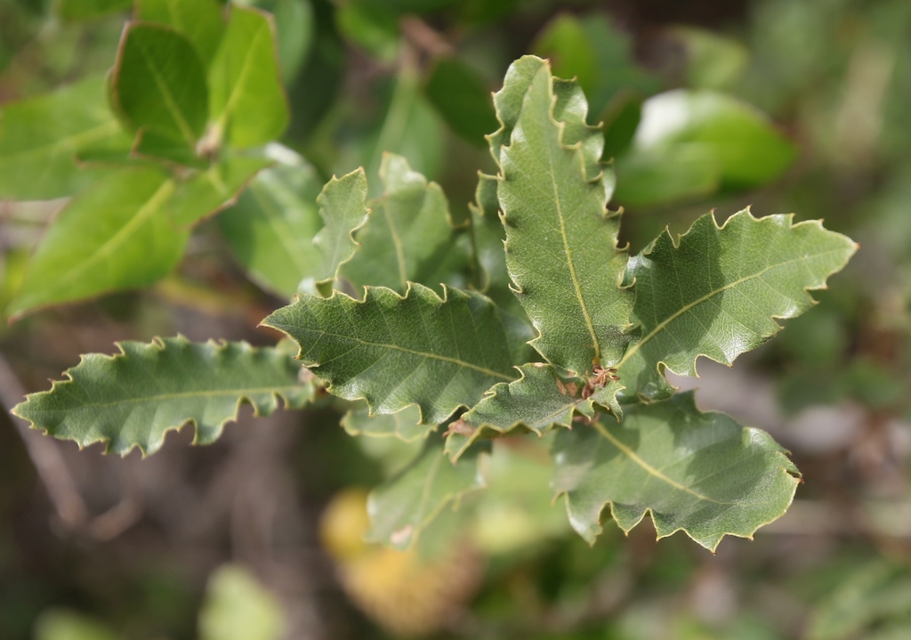 Macedonian Oak (Quercus trojana) - Botanical Realm