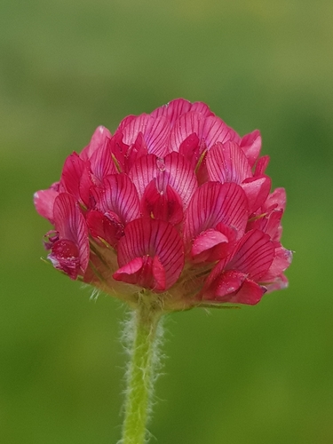 African Wild Clover (Variety Trifolium africanum africanum) · iNaturalist