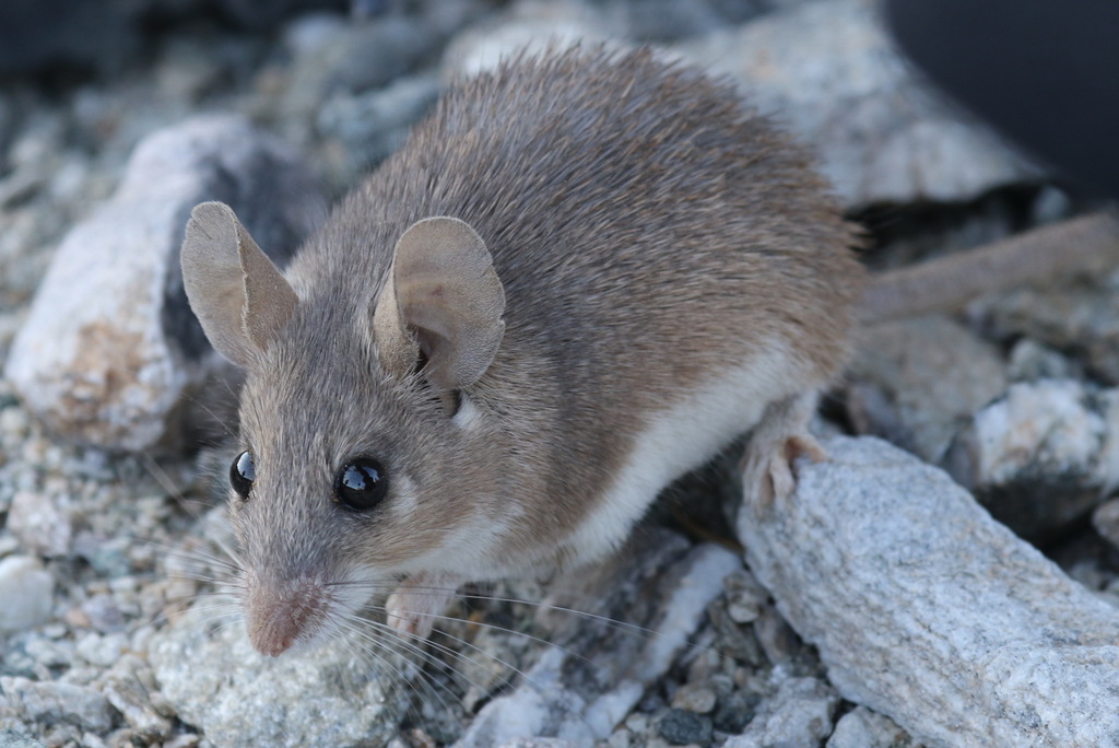 Arabian Spiny Mouse from Fujairah - United Arab Emirates on December 03 ...
