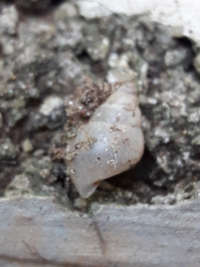Carib Fossaria (Gastropods of the United States Pt.8) · iNaturalist