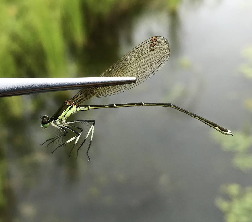 Pseudocopera rubripes in August 2020 by Владимир Онишко · iNaturalist
