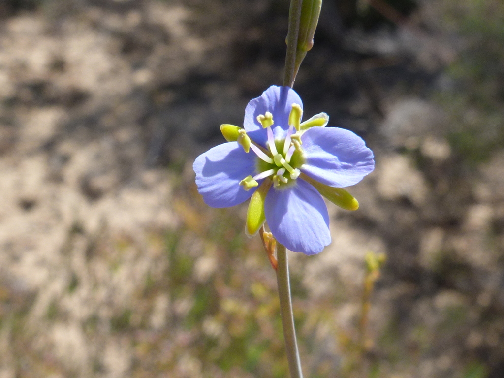 Heliophila elata elata from Hawerland farm dam, West Coast DC, South ...